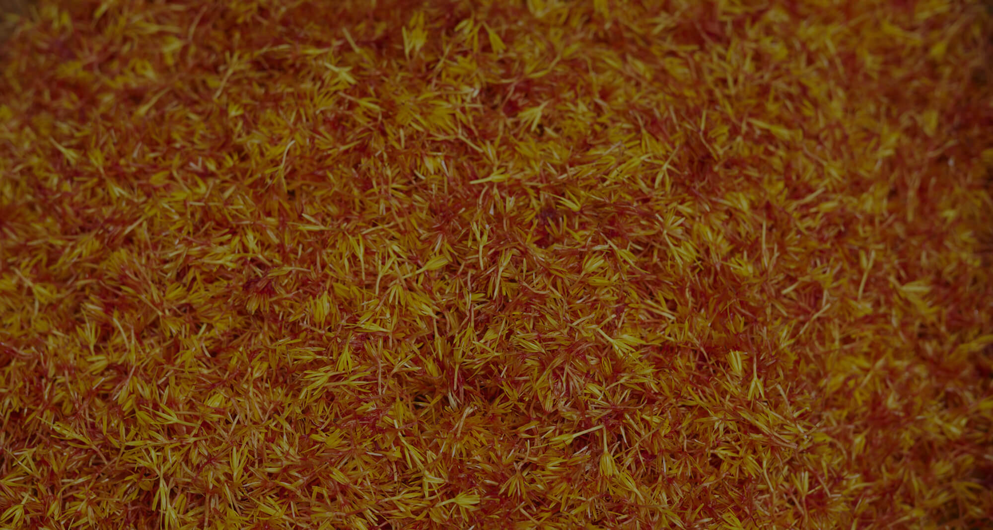 Uplifting and Firming Advanced Cream - VITAL PERFECTION | SHISEIDO